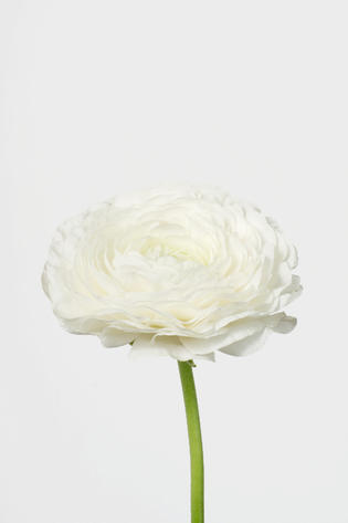 RANUNCULUS - Fleurs - Fleurs & Feuillages